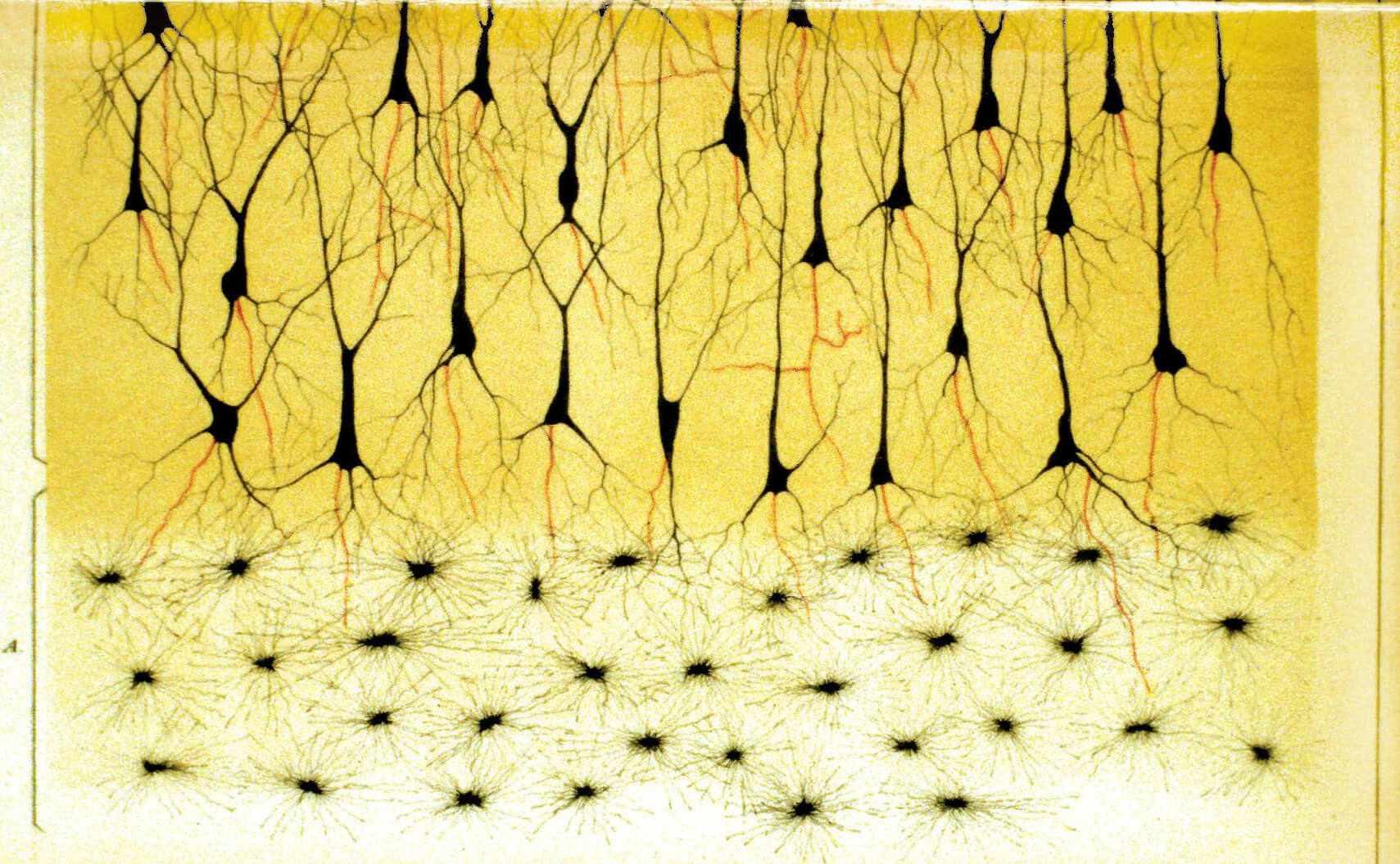 6 Views of a Neuron by Golgi and Cajal | Pfizer