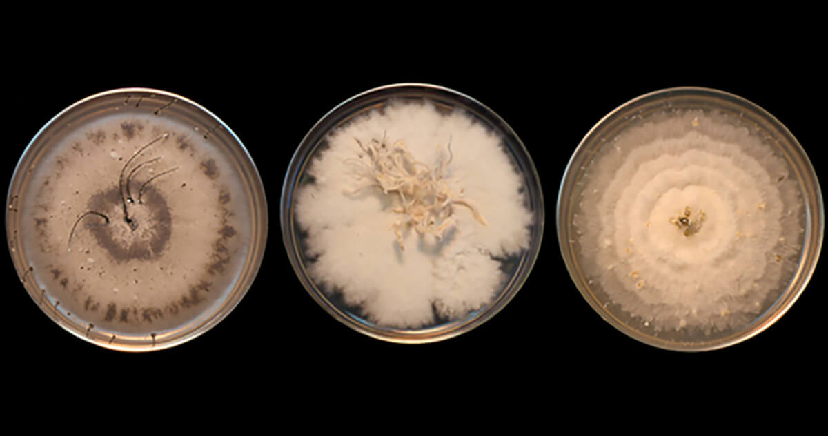 Using Big Data to Discover Nature’s Medicine | Pfizer