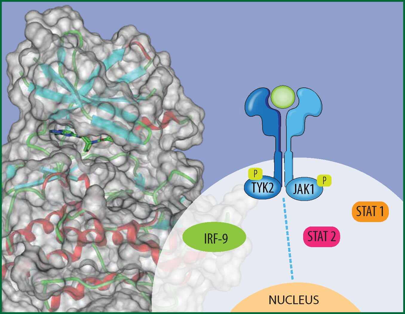 Matching Drugs to Diseases: Advances in Targeting JAKs Leading to New ...